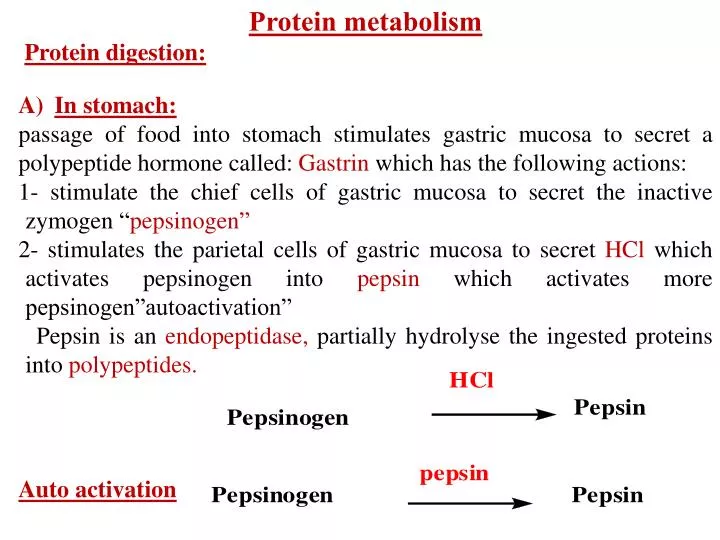 PPT - Protein metabolism Protein digestion: In stomach: PowerPoint ...