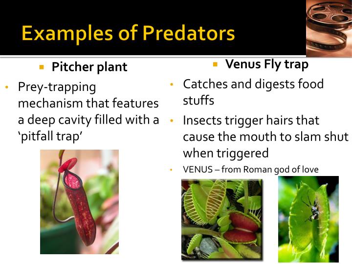 PPT - Food Relationships PowerPoint Presentation - ID:4001434