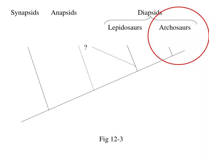 PPT - Synapsids Anapsids Diapsids PowerPoint Presentation, free ...