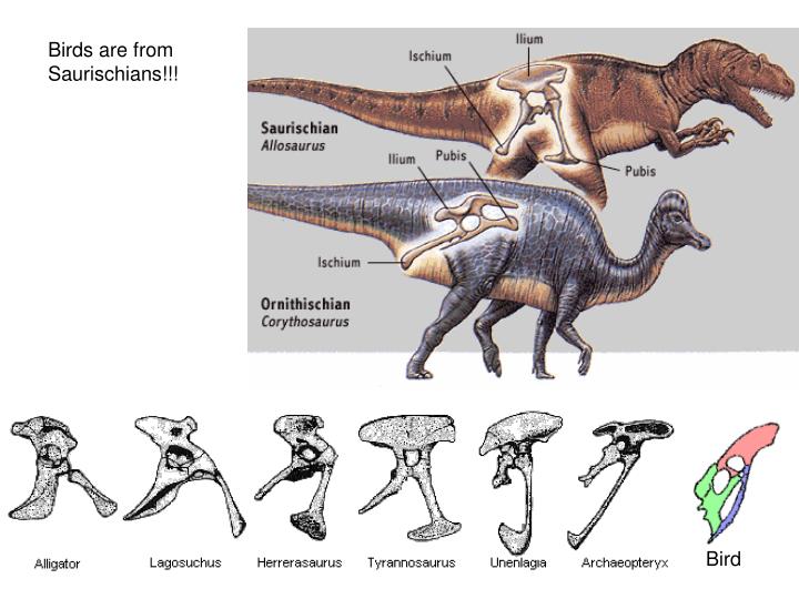 PPT - Synapsids Anapsids Diapsids PowerPoint Presentation - ID:4001504