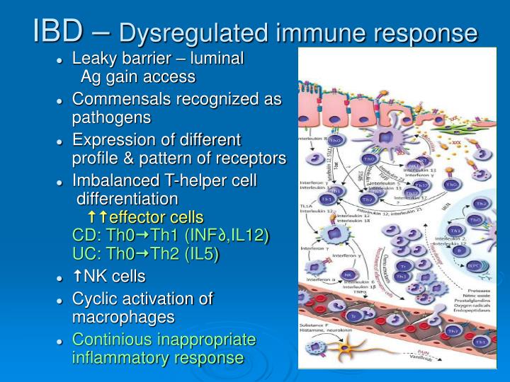 PPT - Inflammatory bowel disease PowerPoint Presentation - ID:4002630