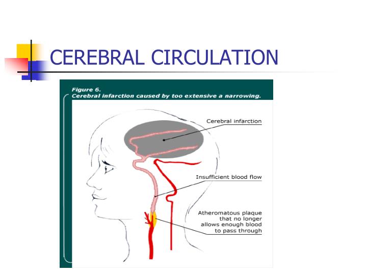 PPT - CEREBRAL CIRCULATION AND CEREBROSPINAL FLUID [CSF] PowerPoint ...