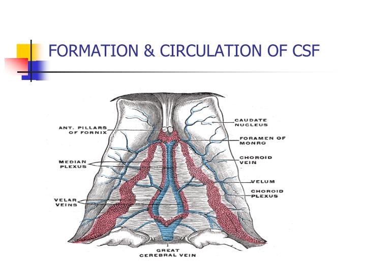 PPT - CEREBRAL CIRCULATION AND CEREBROSPINAL FLUID [CSF] PowerPoint ...