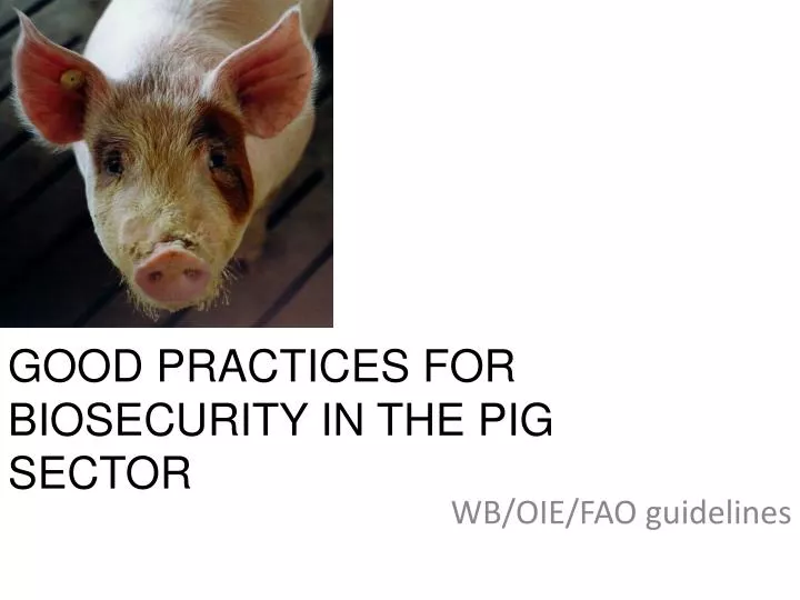 PPT - GOOD PRACTICES FOR BIOSECURITY IN THE PIG SECTOR PowerPoint ...