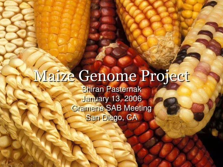 PPT - Maize Genome Project PowerPoint Presentation, free download - ID ...