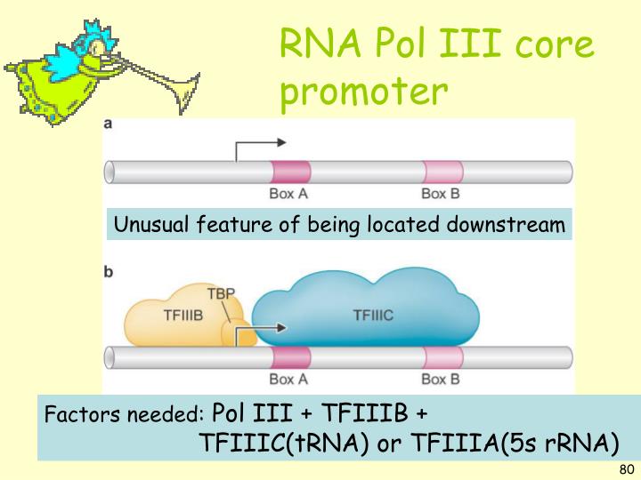 PPT - Chapter12 Mechanisms of Transcription PowerPoint Presentation ...