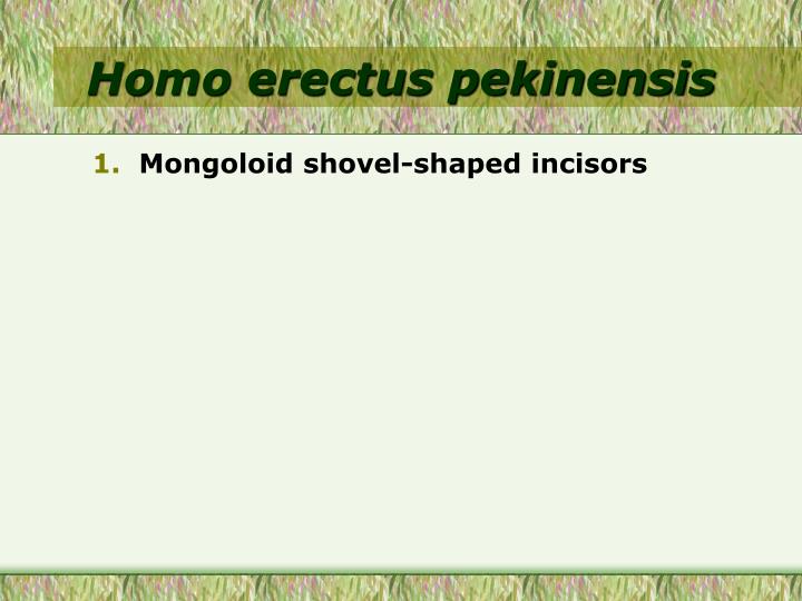 PPT - “Peking Man” aka Homo erectus pekinensis aka Sinanthropus ...