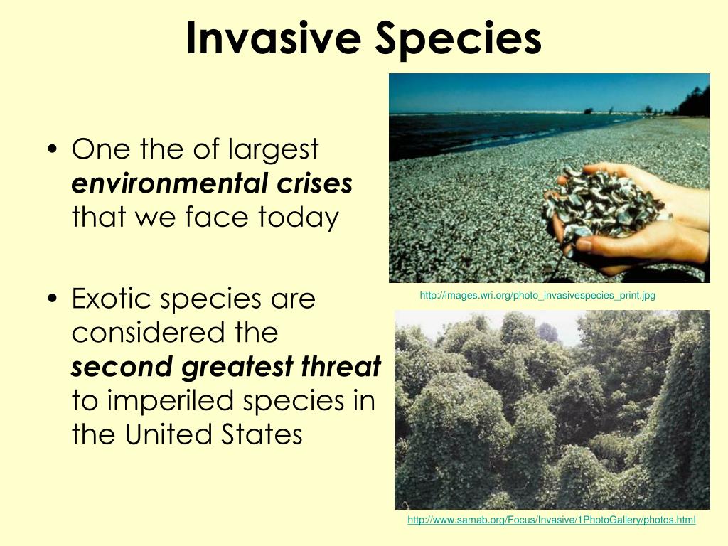 PPT - The Effect of the Invasive Species Caulerpa taxifolia among ...