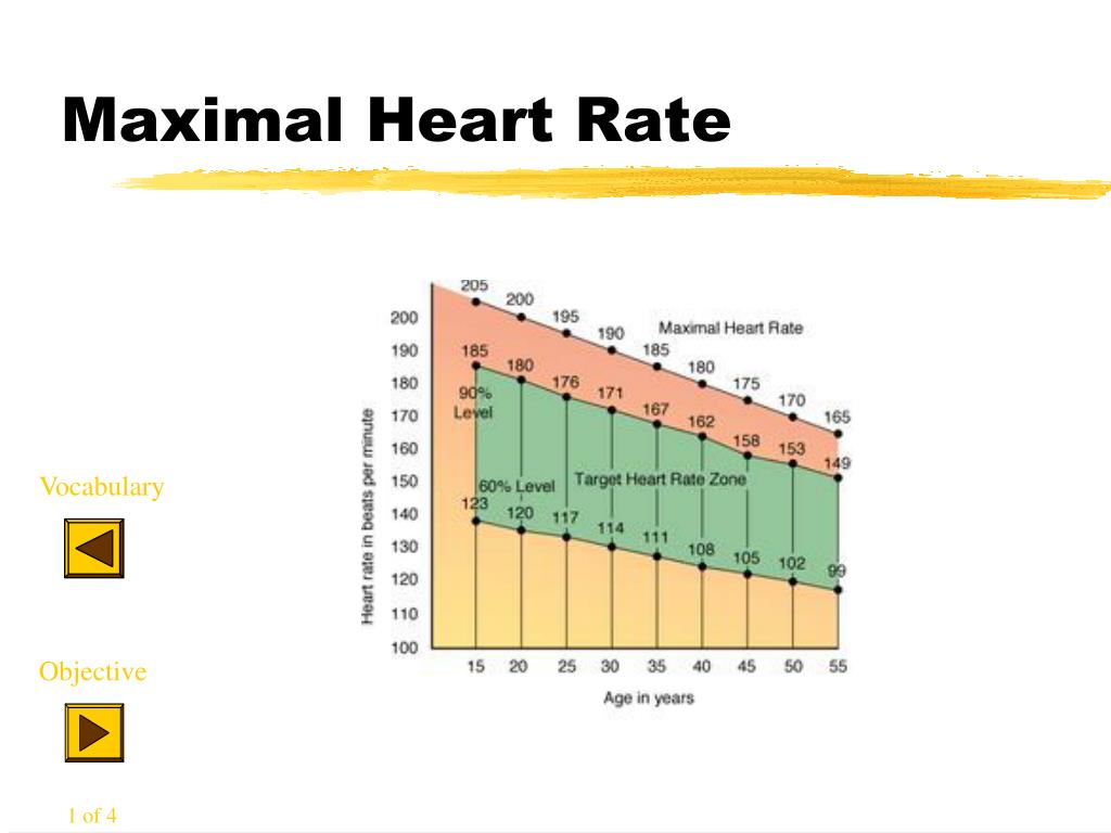 PPT - Chapter Seven Cardiovascular Fitness PowerPoint Presentation ...