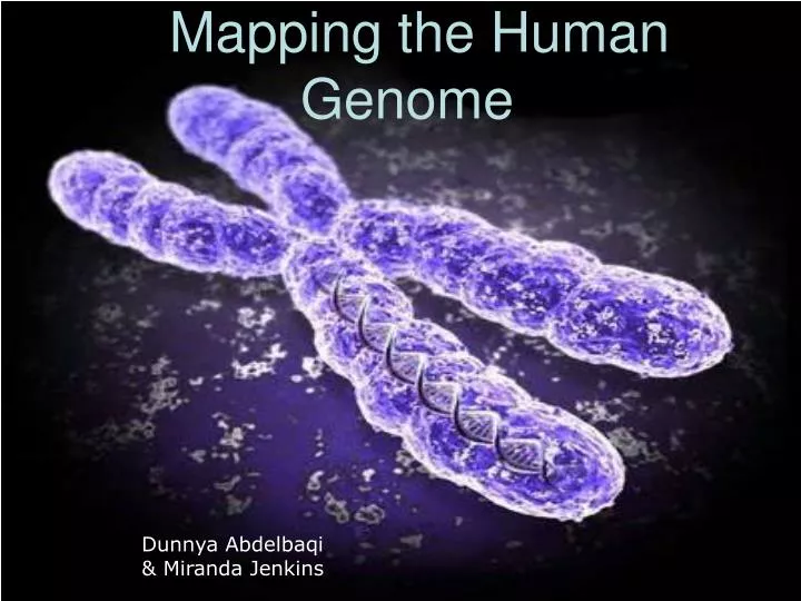 PPT - Mapping the Human Genome PowerPoint Presentation, free download ...