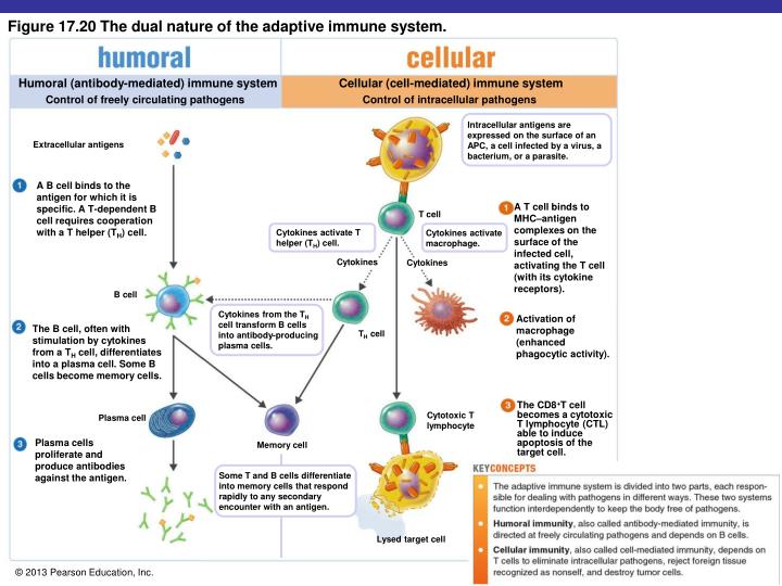 PPT - The Adaptive Immune System PowerPoint Presentation - ID:4009998