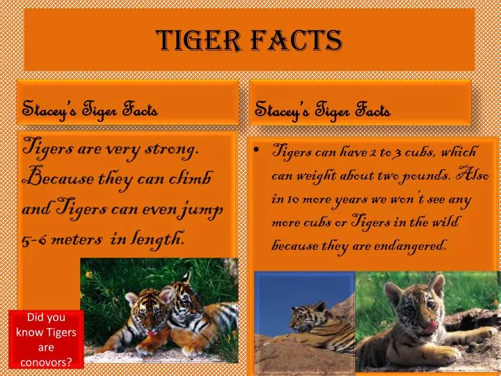 PPT - Tiger Facts PowerPoint Presentation, free download - ID:4011851
