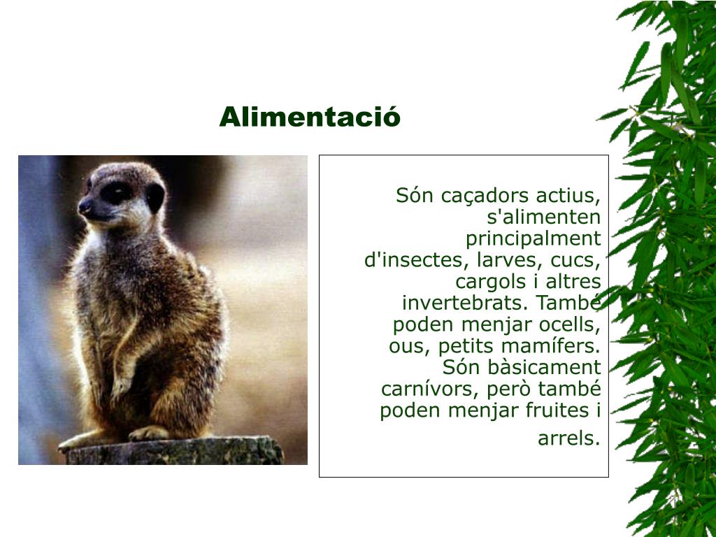 PPT - Mangosta (Suricata) Suricata suricatta PowerPoint Presentation, free download - ID:4011873