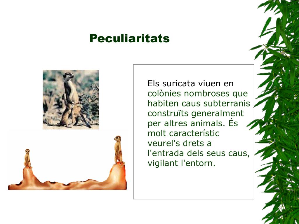 PPT - Mangosta (Suricata) Suricata suricatta PowerPoint Presentation, free download - ID:4011873