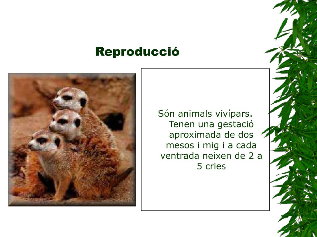 PPT - Mangosta (Suricata) Suricata suricatta PowerPoint Presentation, free download - ID:4011873