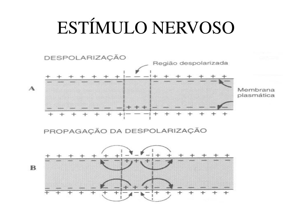 PPT - FISIOLOGIA DA CONTRAÇÃO MUSCULAR PowerPoint Presentation, free ...