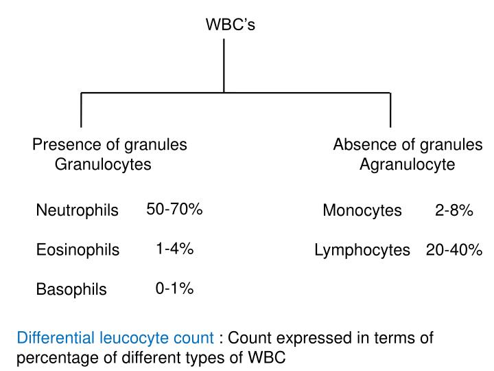 PPT - White Blood cells PowerPoint Presentation - ID:4012220