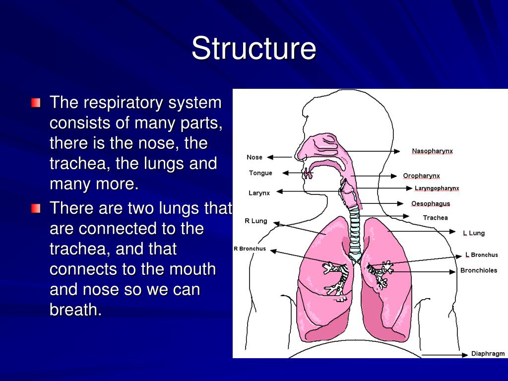 PPT - The Respiratory System PowerPoint Presentation, free download ...