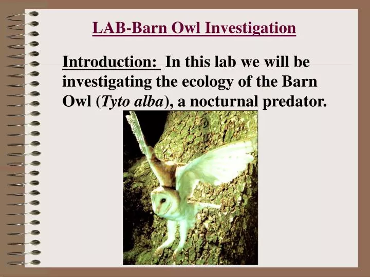 PPT - LAB-Barn Owl Investigation PowerPoint Presentation, free download ...