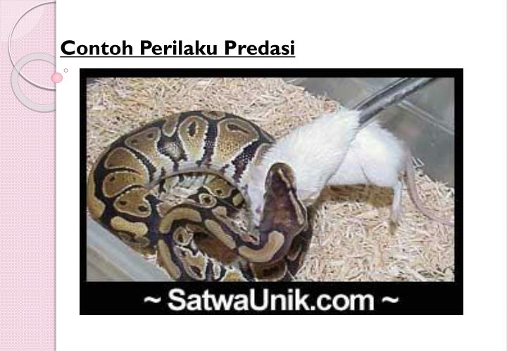 PPT - EKOSISTEM PowerPoint Presentation - ID:4013870