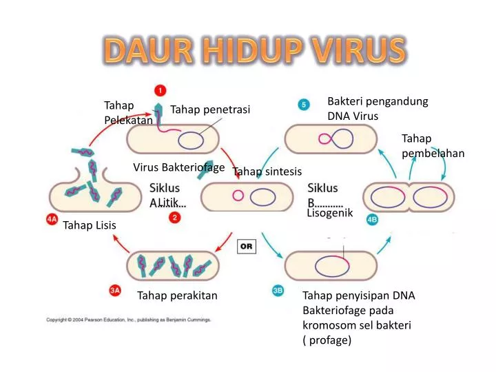 PPT - DAUR HIDUP VIRUS PowerPoint Presentation - ID:4013960
