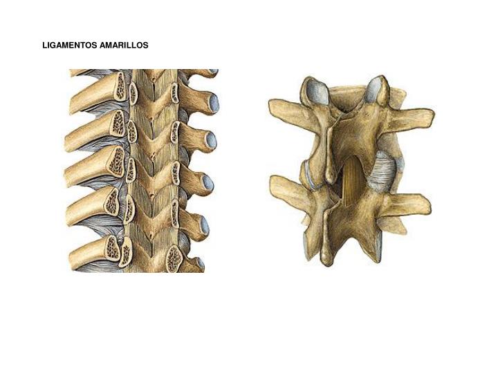 PPT - ENCAJE RECIPROCO PowerPoint Presentation - ID:4014719
