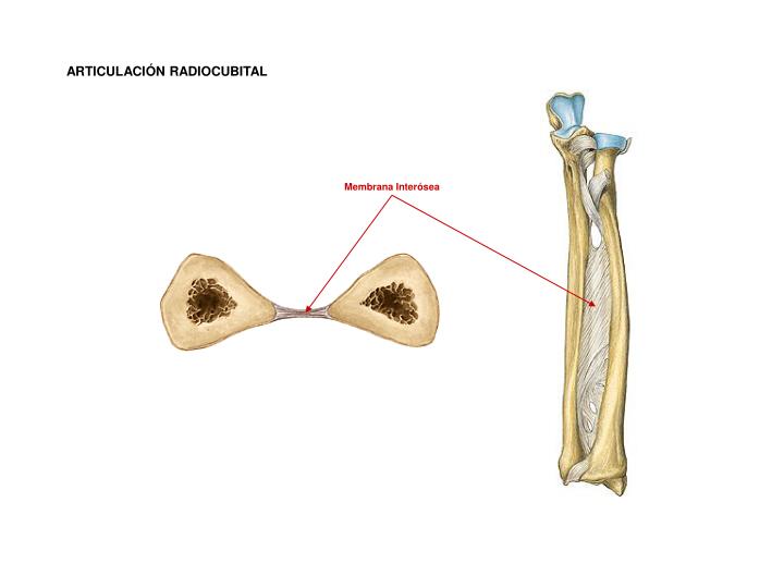PPT - ENCAJE RECIPROCO PowerPoint Presentation - ID:4014719