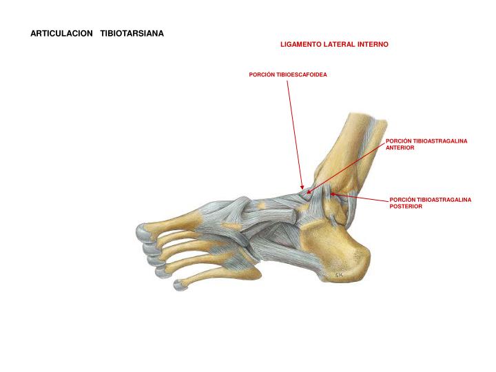 PPT - ENCAJE RECIPROCO PowerPoint Presentation - ID:4014719