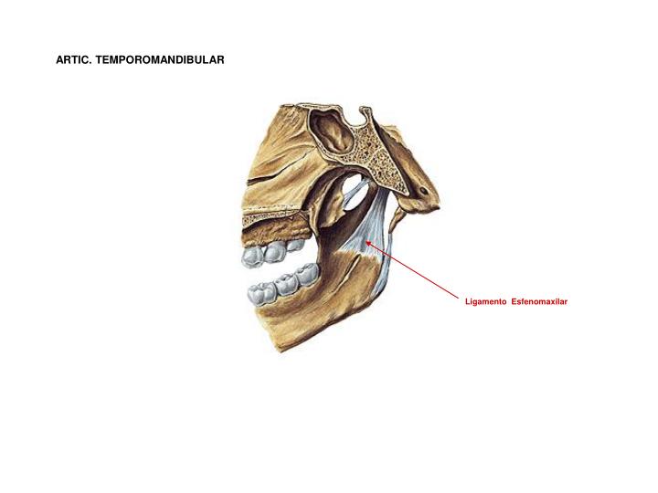 PPT - ENCAJE RECIPROCO PowerPoint Presentation - ID:4014719