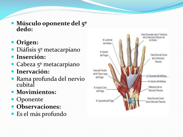 PPT - MUSCULOS DE LA MANO PowerPoint Presentation - ID:4015922