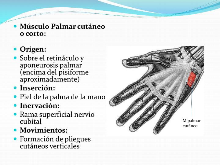 PPT - MUSCULOS DE LA MANO PowerPoint Presentation - ID:4015922