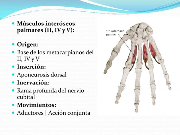 PPT - MUSCULOS DE LA MANO PowerPoint Presentation - ID:4015922