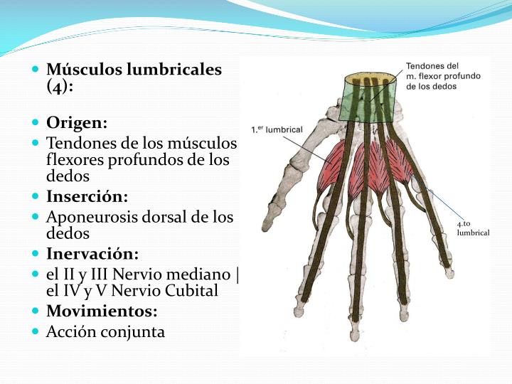 PPT - MUSCULOS DE LA MANO PowerPoint Presentation - ID:4015922