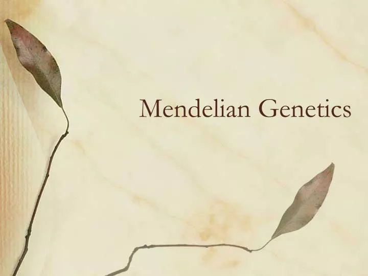 PPT - Mendelian Genetics PowerPoint Presentation, free download - ID ...