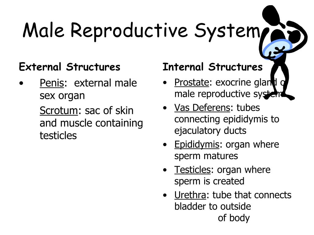 Ppt Human Reproductive System Review Powerpoint Presentation Free Download Id4016766