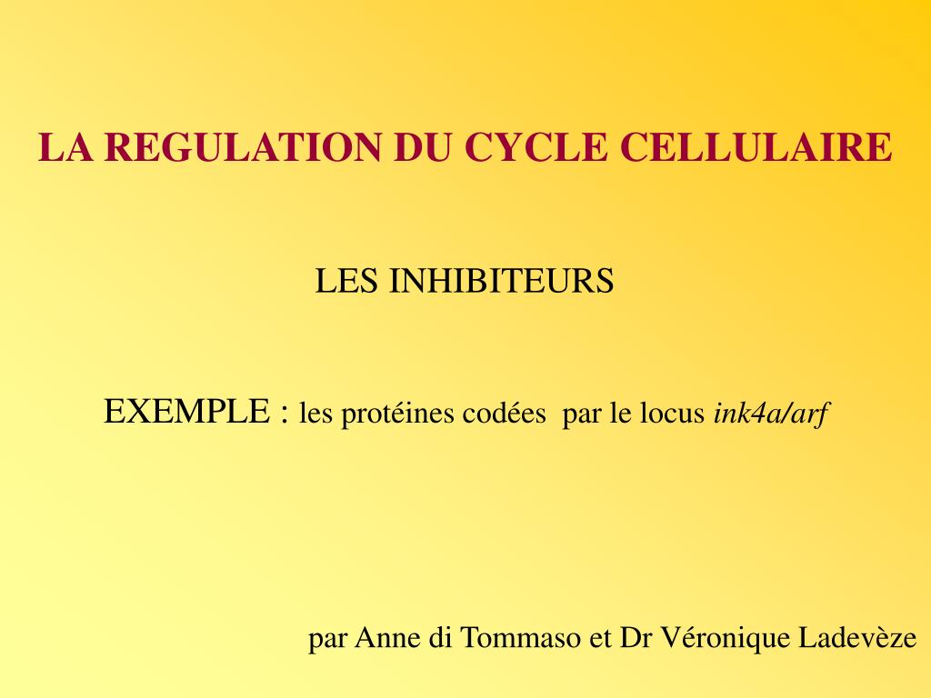PPT - LA REGULATION DU CYCLE CELLULAIRE LES INHIBITEURS PowerPoint ... PPT - LA REGULATION DU CYCLE CELLULAIRE LES INHIBITEURS PowerPoint ...