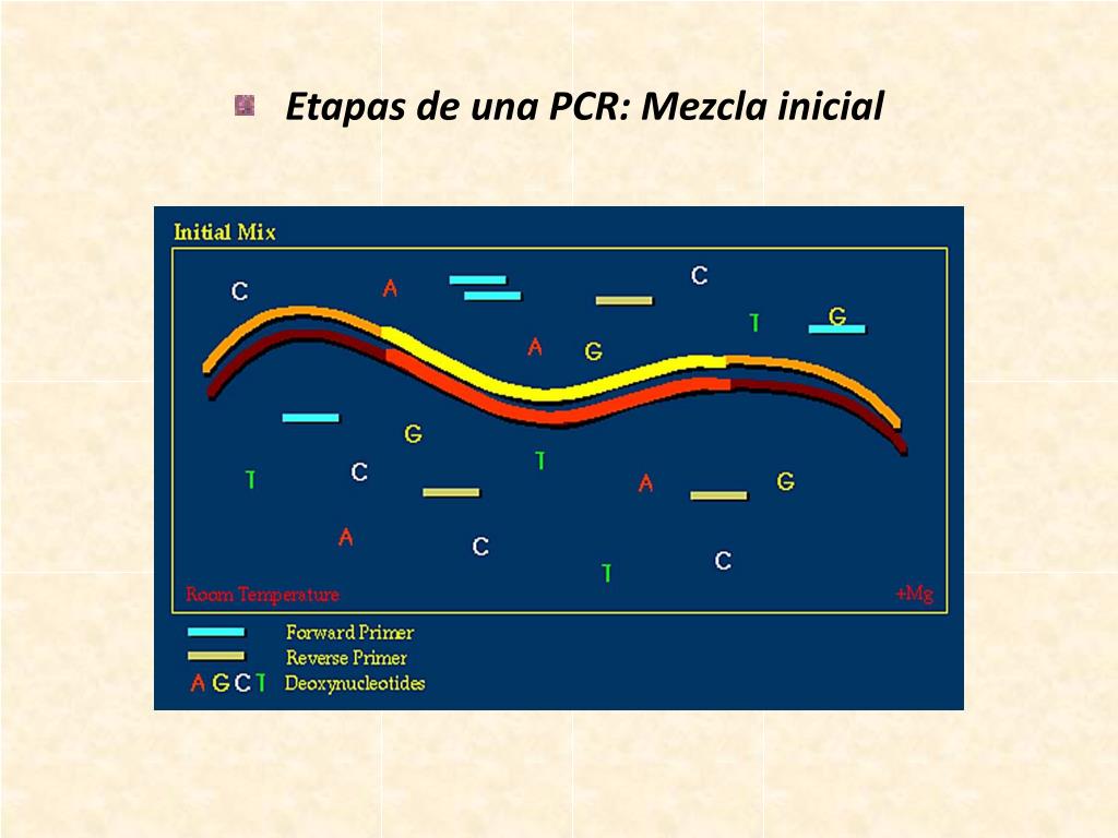PPT - Explicación de TP Nº 3 Reacción en cadena de la Polimerasa (PCR ...