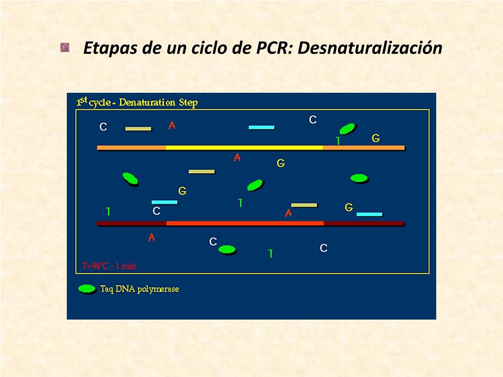 PPT - Explicación de TP Nº 3 Reacción en cadena de la Polimerasa (PCR ...