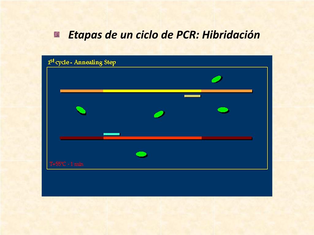 PPT - Explicación de TP Nº 3 Reacción en cadena de la Polimerasa (PCR ...