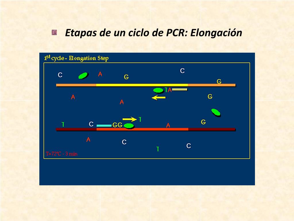 PPT - Explicación de TP Nº 3 Reacción en cadena de la Polimerasa (PCR ...