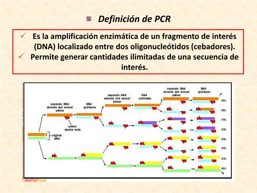 PPT - Explicación de TP Nº 3 Reacción en cadena de la Polimerasa (PCR ...