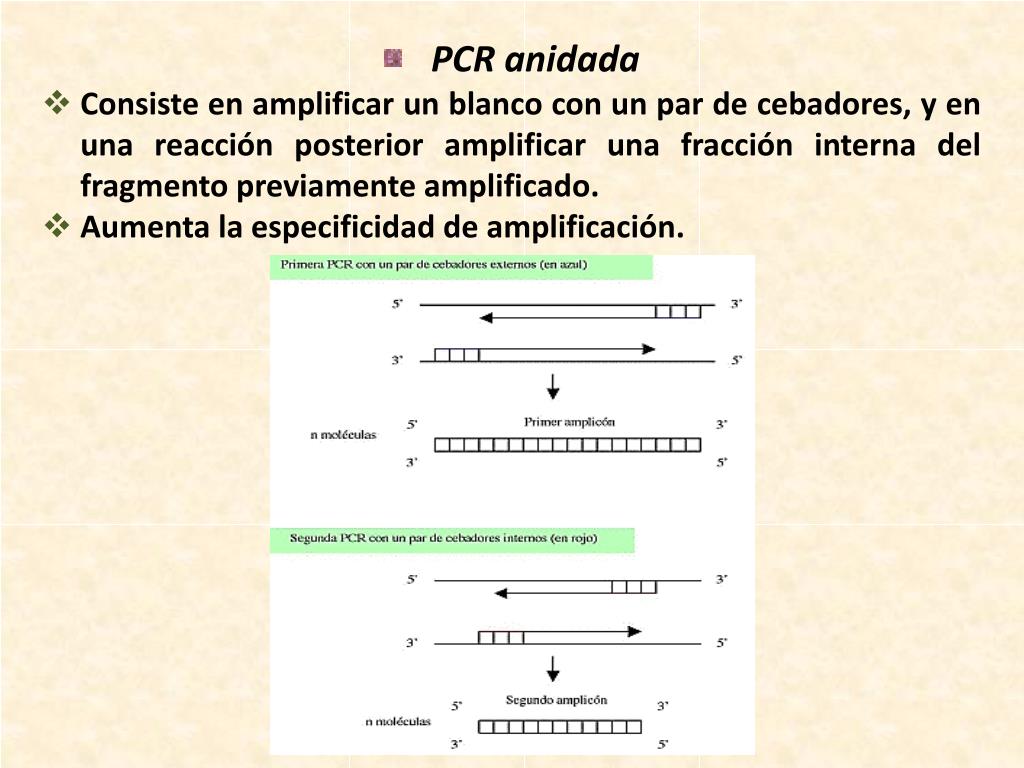 PPT - Explicación de TP Nº 3 Reacción en cadena de la Polimerasa (PCR ...