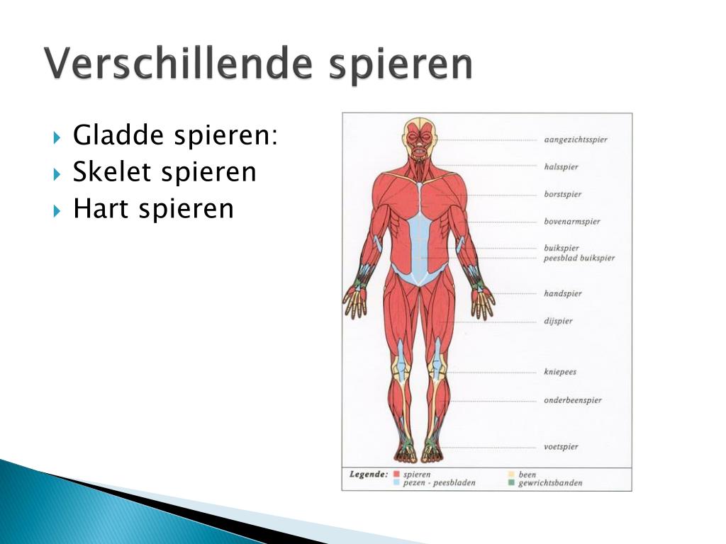 PPT - Sportstroom PowerPoint Presentation, free download - ID:4019174