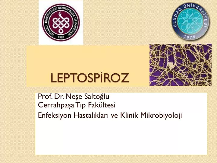 PPT - LEPTOSPİROZ PowerPoint Presentation, free download - ID:4019392