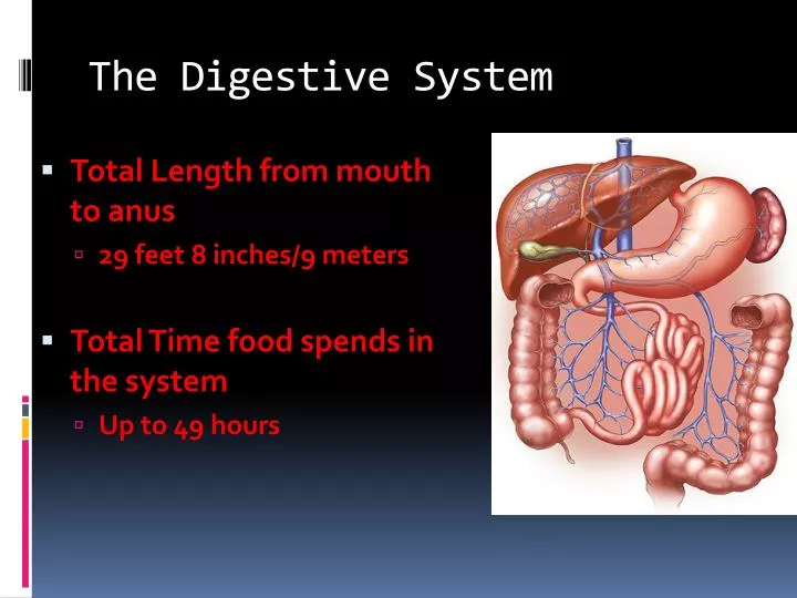 PPT - The Digestive System PowerPoint Presentation, free download - ID ...