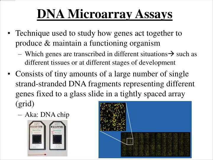 PPT - DNA Microarray Assays PowerPoint Presentation, free download - ID ... PPT - DNA Microarray Assays PowerPoint Presentation, free download - ID ...