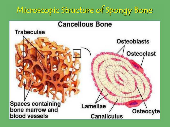 Components Of Spongy Bone Diagram Bone Osteon Marrow Diagram