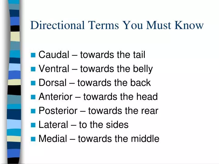 PPT - Directional Terms You Must Know PowerPoint Presentation, free ...