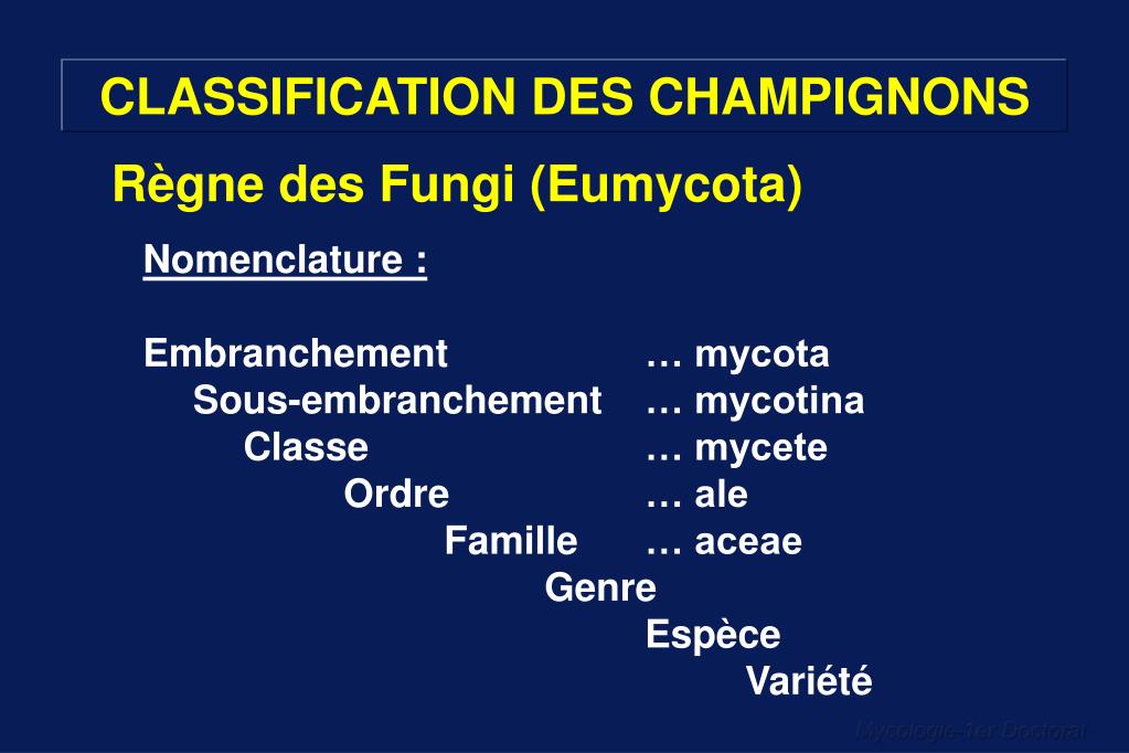 PPT - B ernard Mignon bmignon@ulg.ac.be Université de Liège Faculté de ...