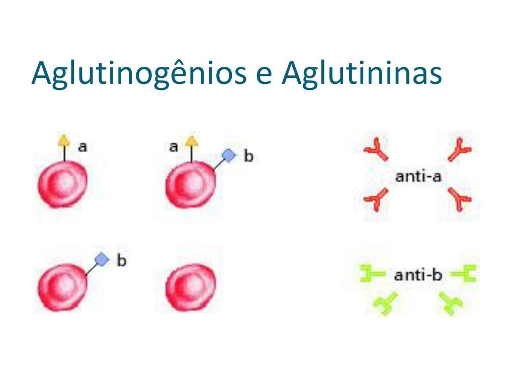 PPT - GENÉTICA IV SISTEMA IMUNOLÓGICO ALELOS MÚLTIPLOS GENÉTICA DOS ...